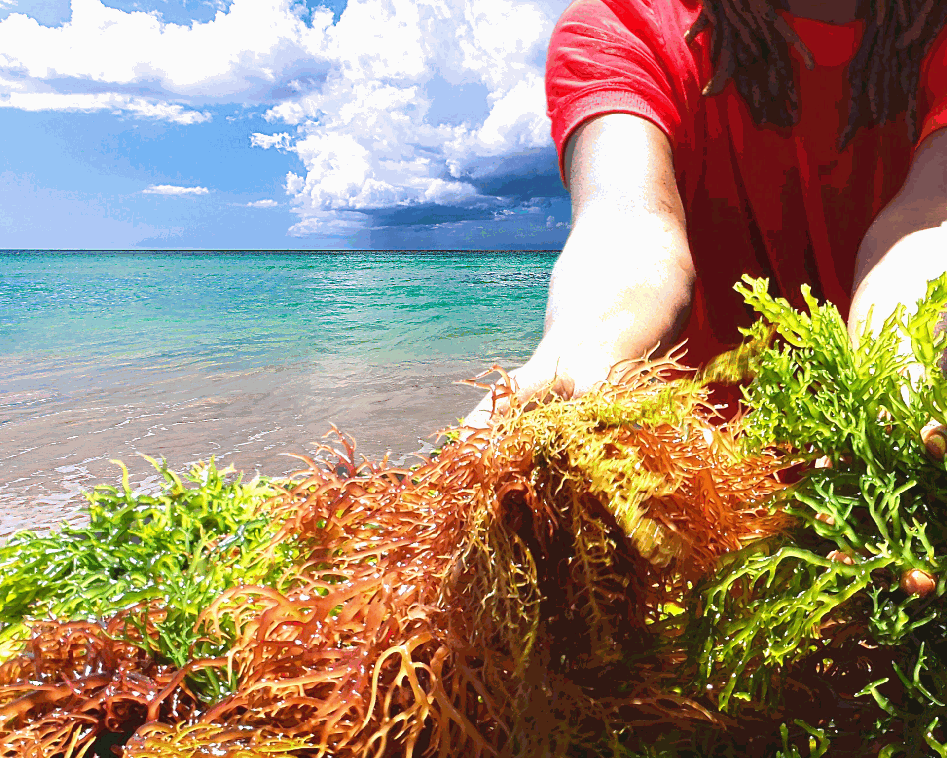 The Top 12 Nutritional Benefits of Sea Moss